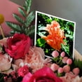 3drose, Image of Orange Gerbera Closeup Impressionist Painting, 12 ...