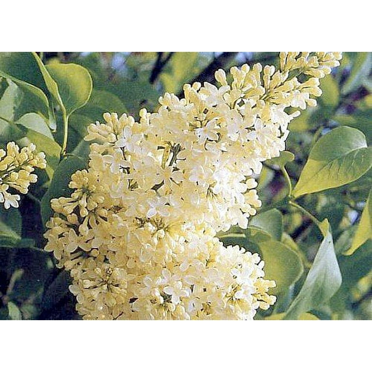 Primrose Lilac