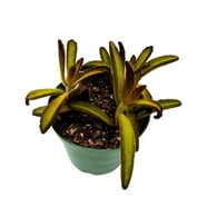 Variegated Devil's Backbone, Devil's Roots, Japanese Poinsettia ...