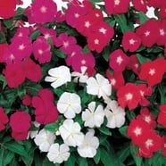 Outsidepride Vinca Valiant Flower Seed Mix - 50 Seeds - Walmart.com