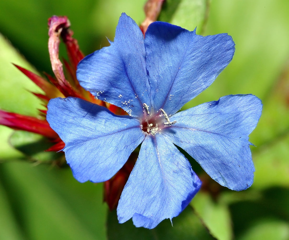 Leadwort Perennial (Plumbago) - Ceratostigma - Quart Pot - Walmart.com