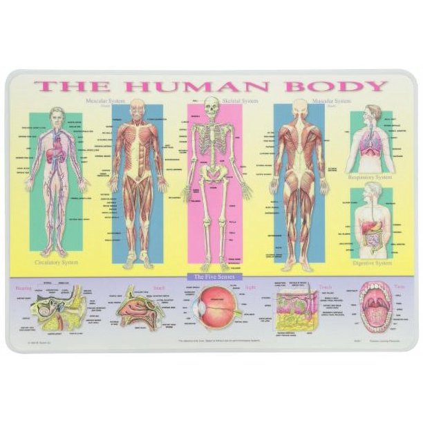 Painless Learning Human Body Placemat - Walmart.com