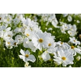 350 Purity White Cosmos Bipinnatus Perennial Flower Seeds - Walmart.com