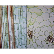 Microscope Slide of Zea Mays (Corn) Stem; Cross Section & Longitudinal ...