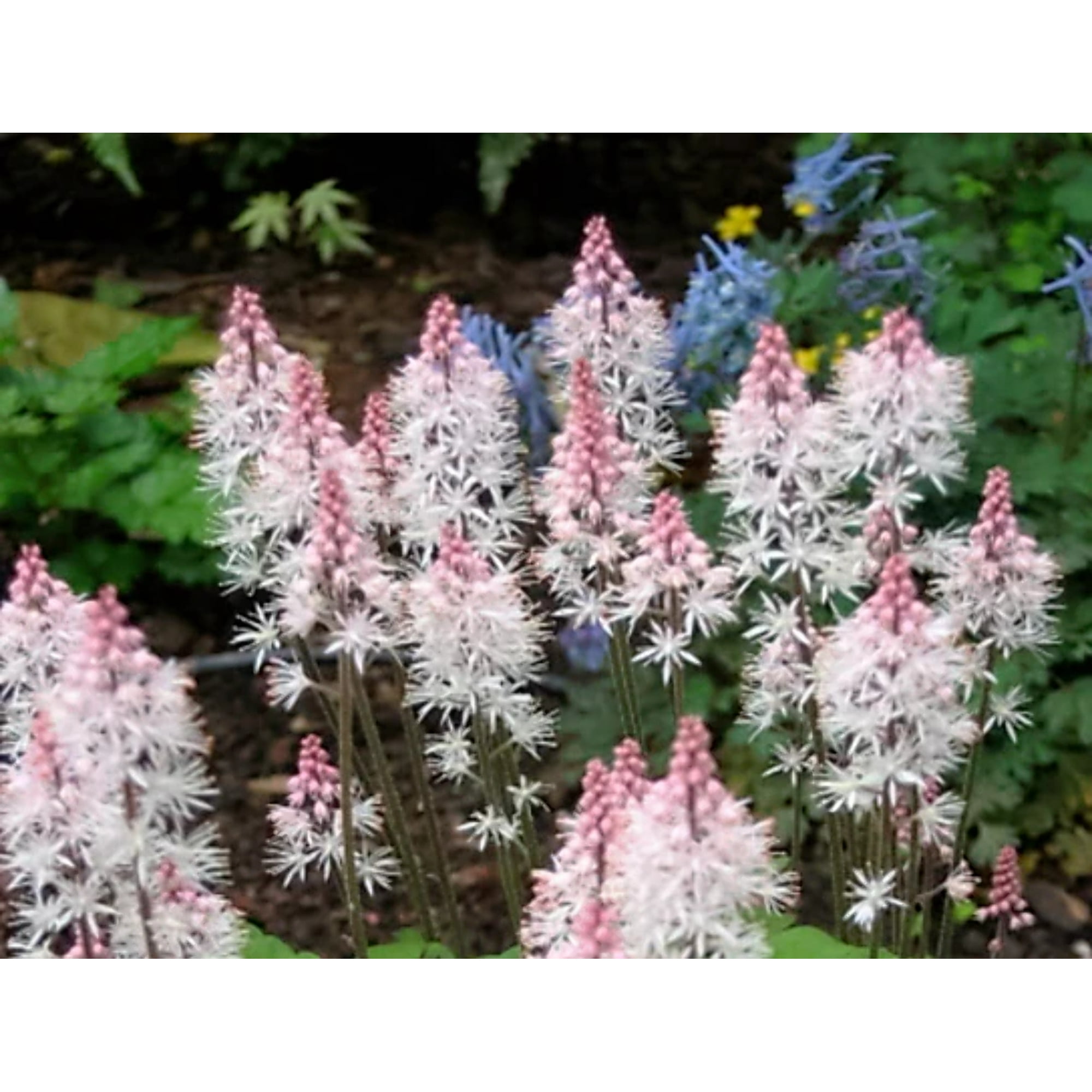 Click here for Seedville Usa 20 Heartleaf Foamflower White & Pink... prices