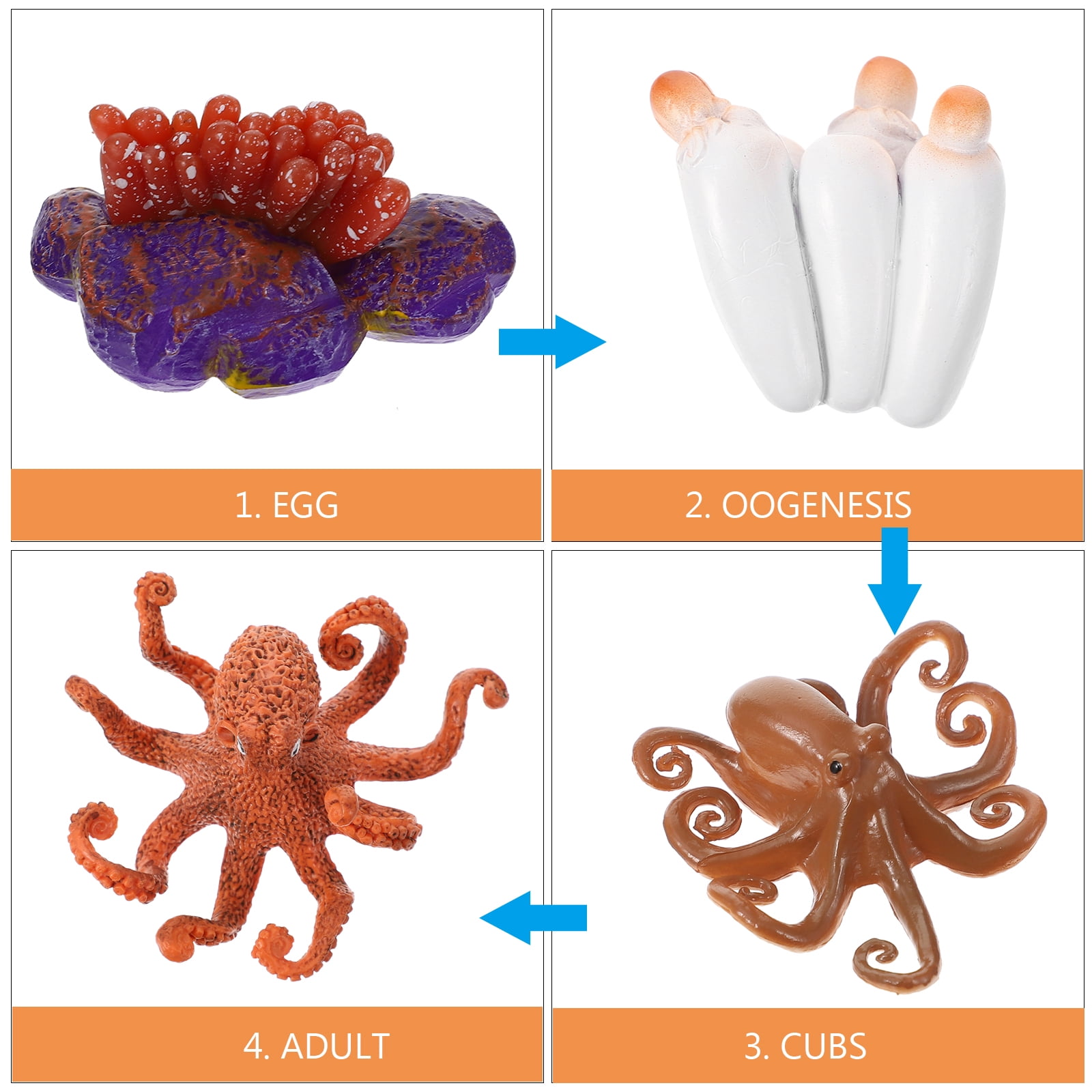 Giant Octopus Life Cycle