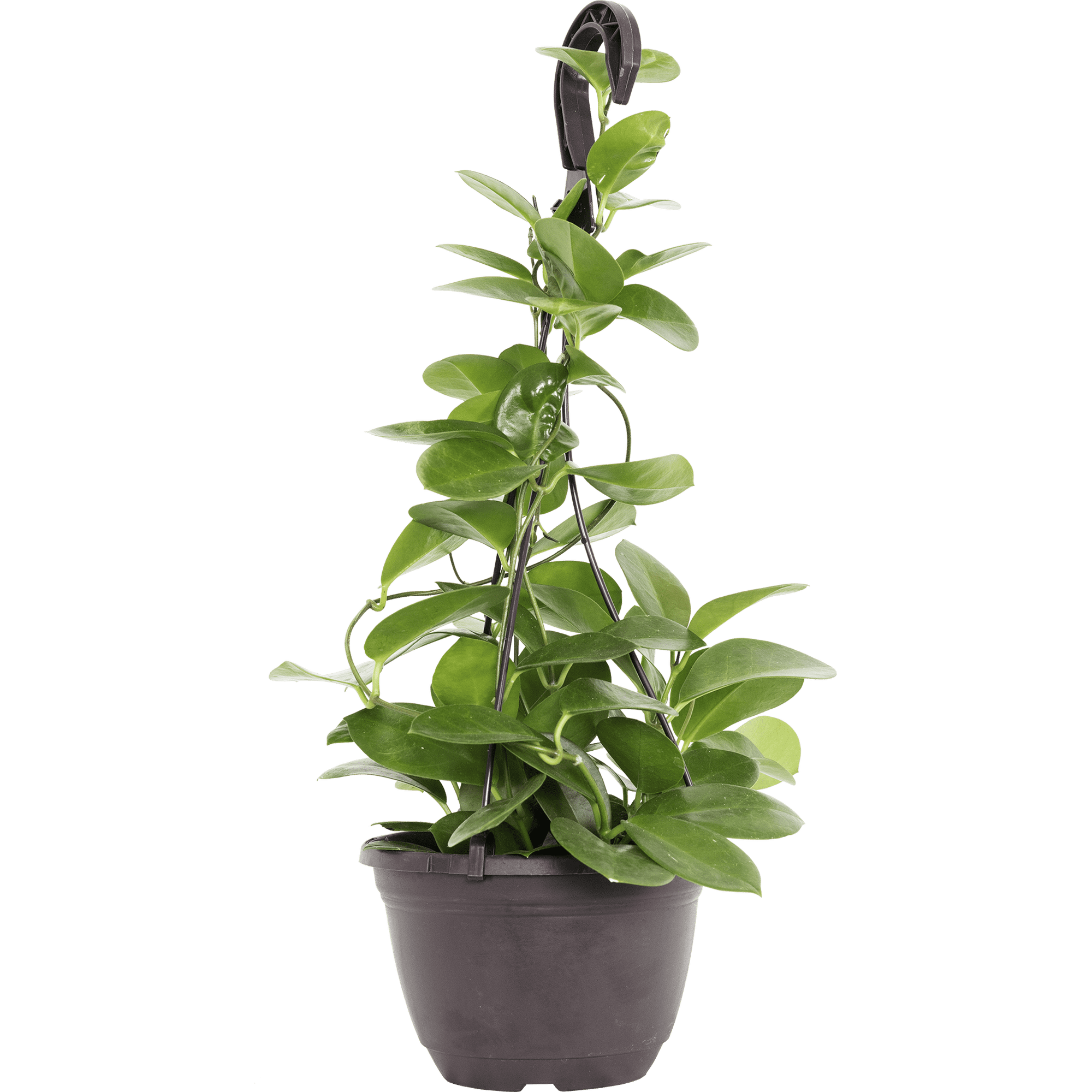 Click here for Plantsome Hoya Australis Grande Wax Plant (M) Live... prices