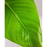 Bird of Paradise White, Strelitzia Nicolai 3-4ft High - Walmart.com