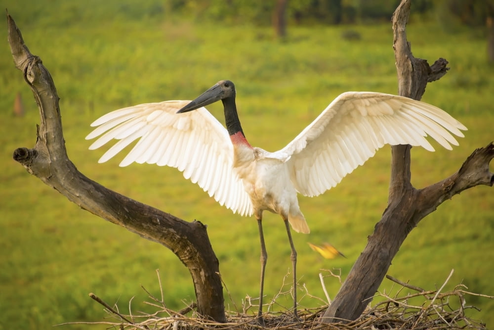 Jabiru stork (jabiru mycteria) spreads its wings on a nest;Pantanal ...