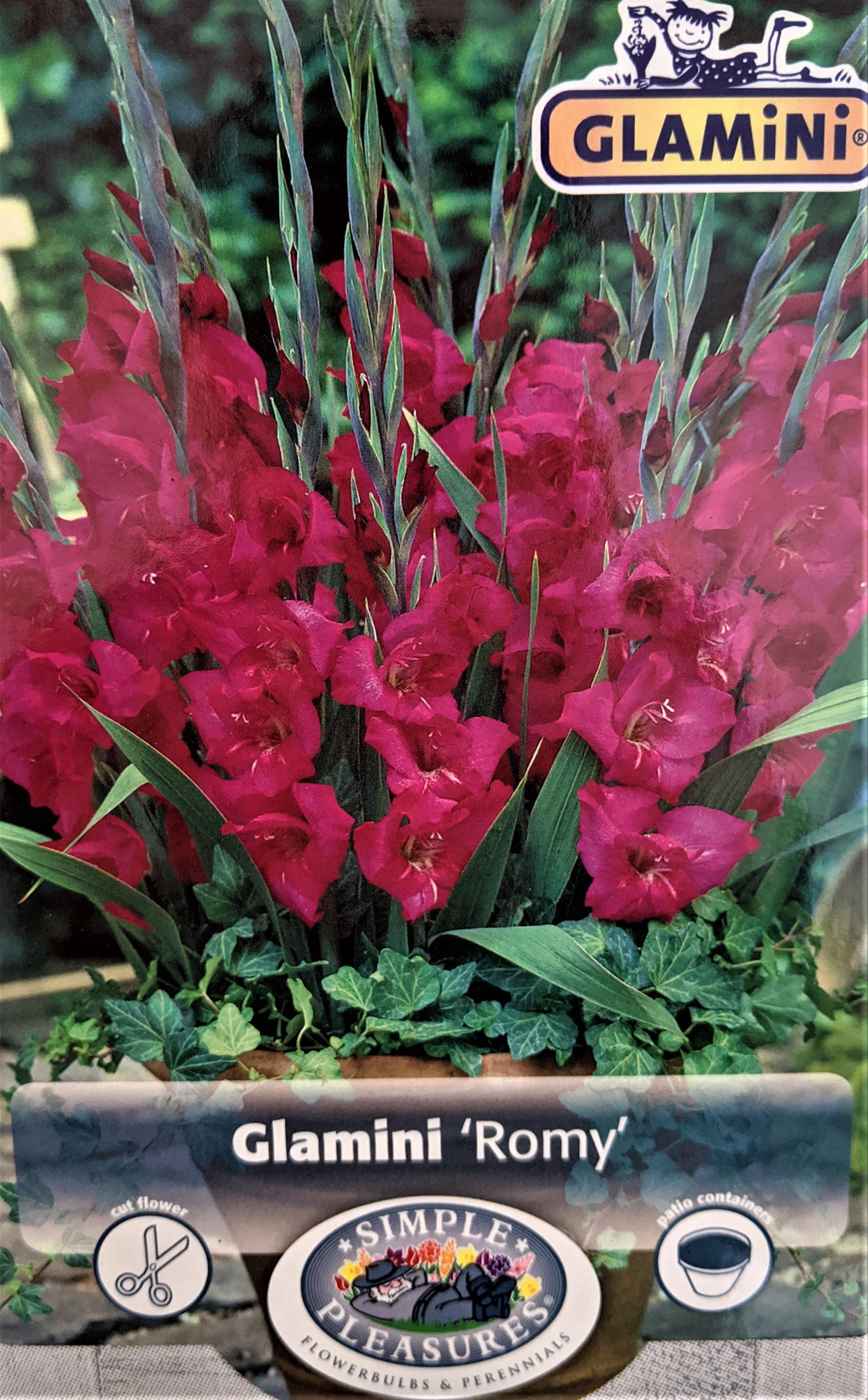 Romy Glamini Gladiolus 10 Bulbs - NEW! - Petite - 10/12 cm - Raspberry ...