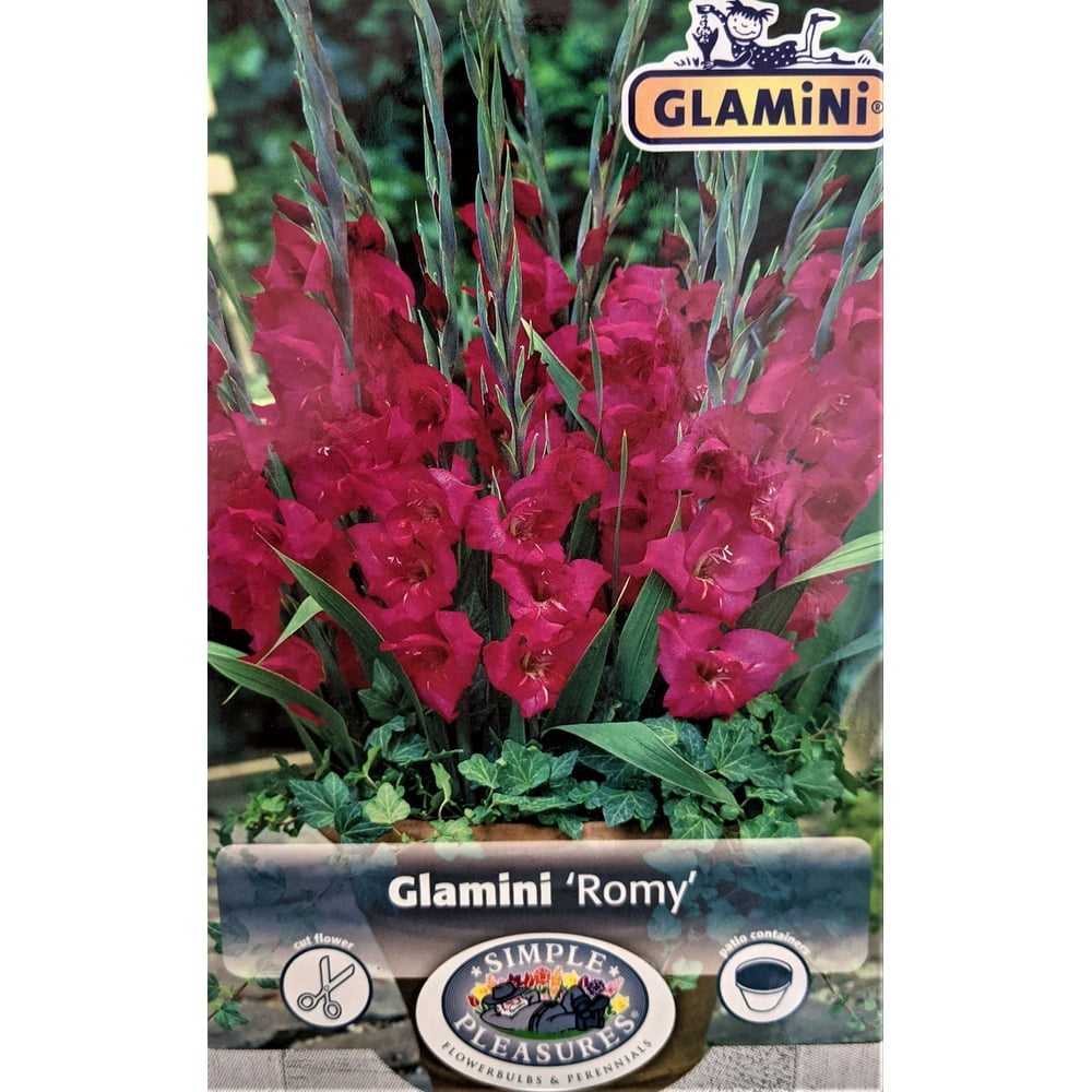 Romy Glamini Gladiolus 10 Bulbs - NEW! - Petite - 10/12 cm - Raspberry ...
