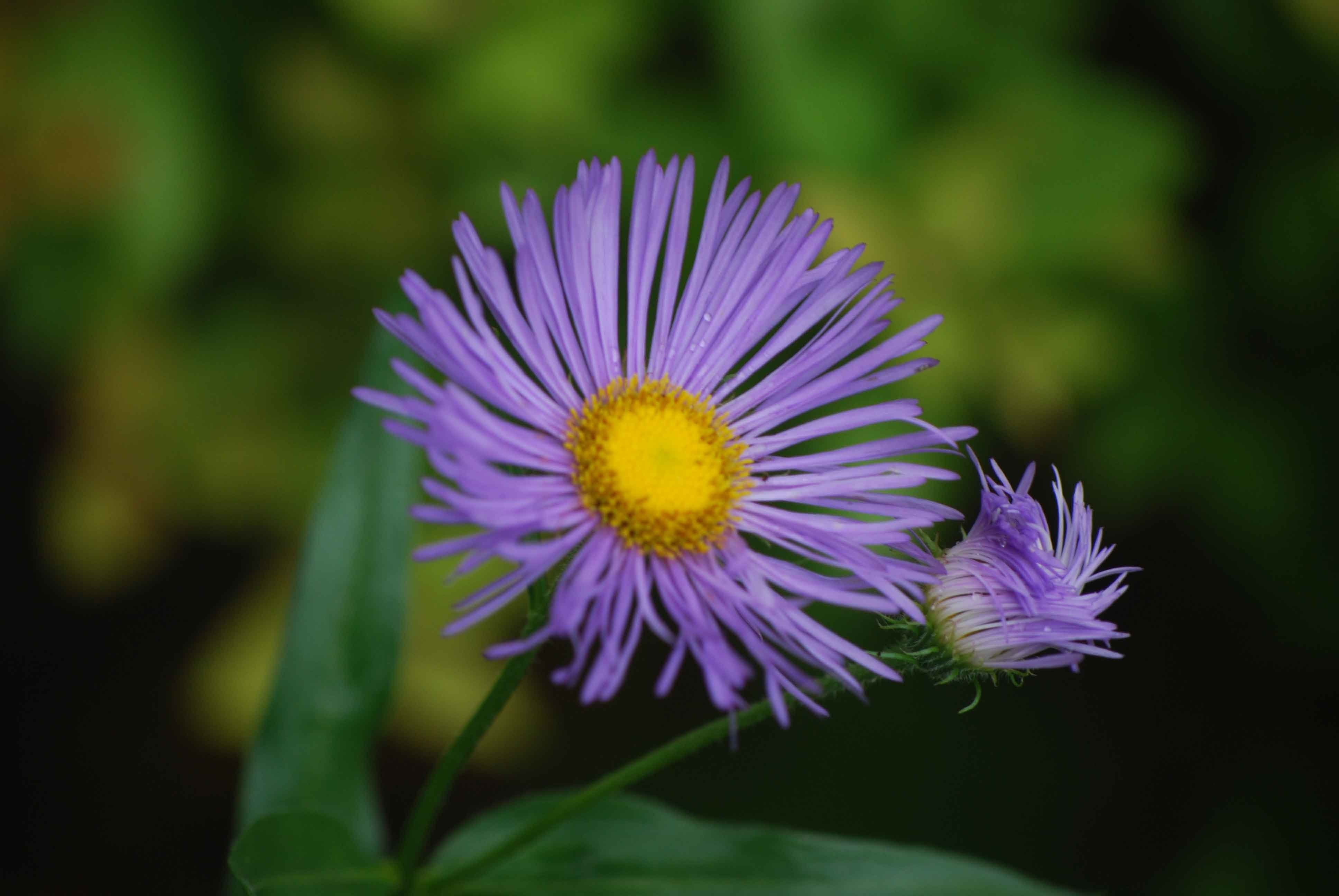 Clark Daisy Glossy Poster - Walmart.com