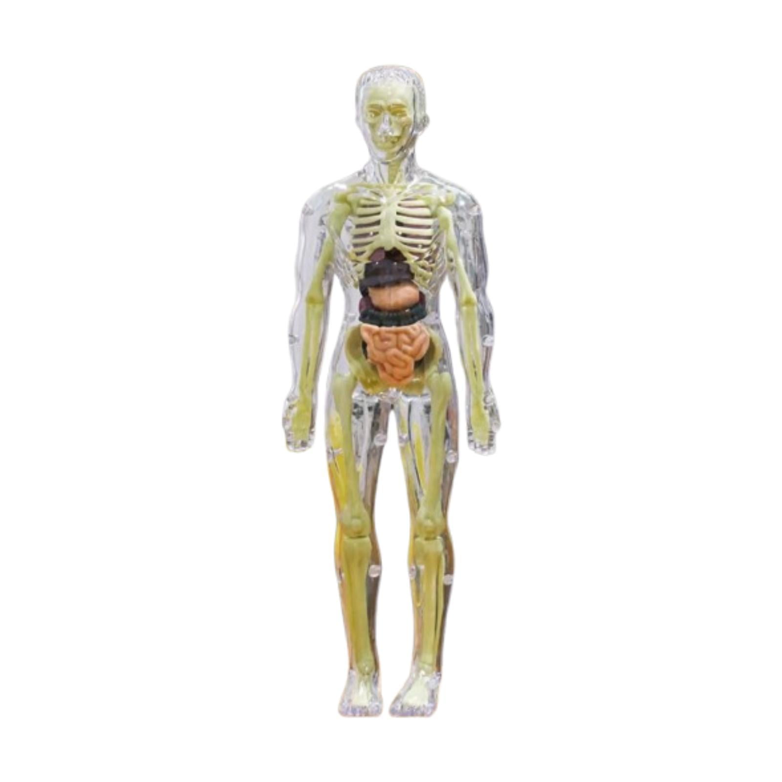 Human Body Kits para niños Anatomía 3D Figura órganos extraíbles ...