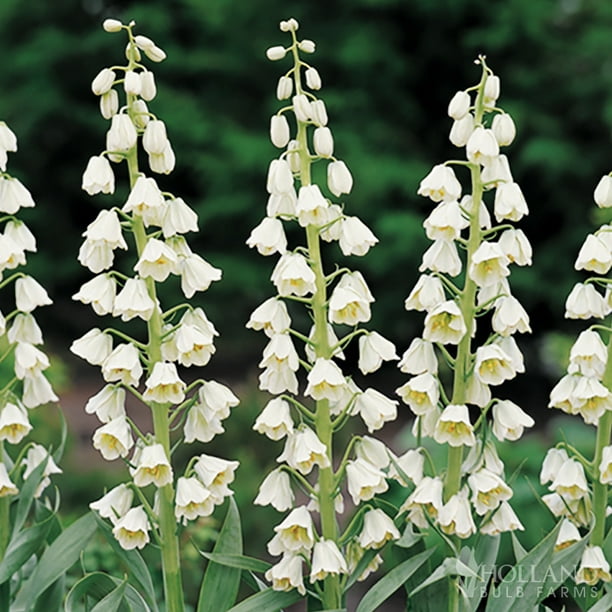 Ivory Bells Fritillaria - Walmart.com - Walmart.com
