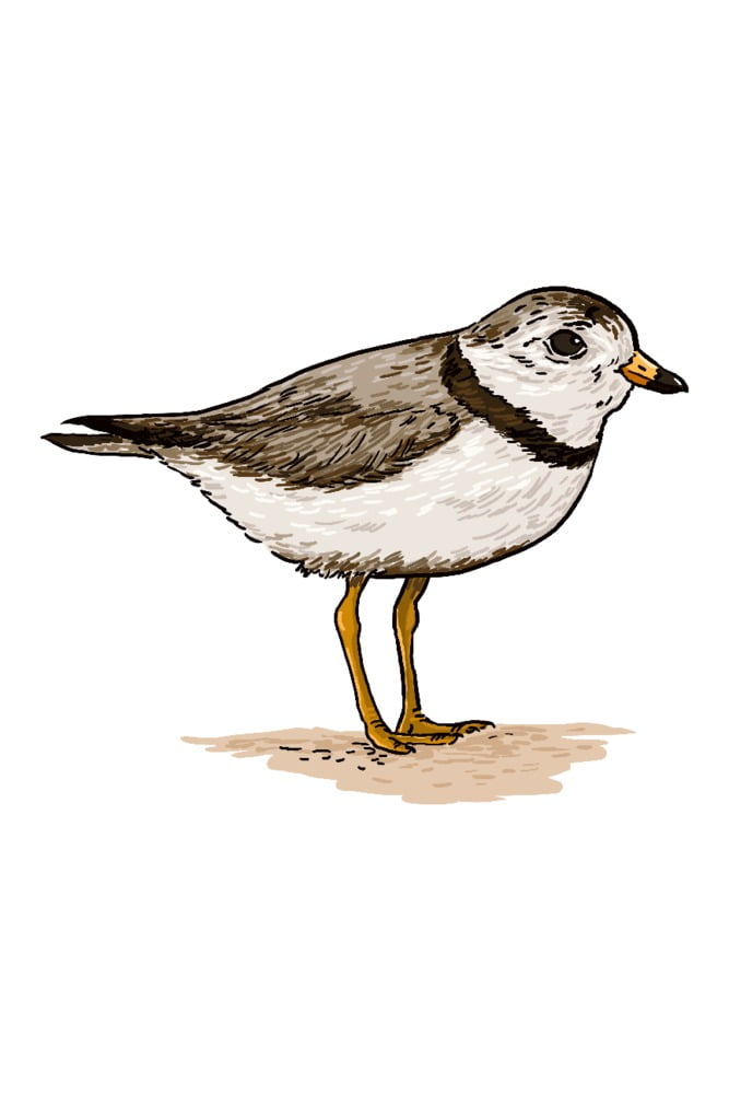 Piping Plover, Illustration (36x54 Giclee Gallery Art Print, Vivid ...