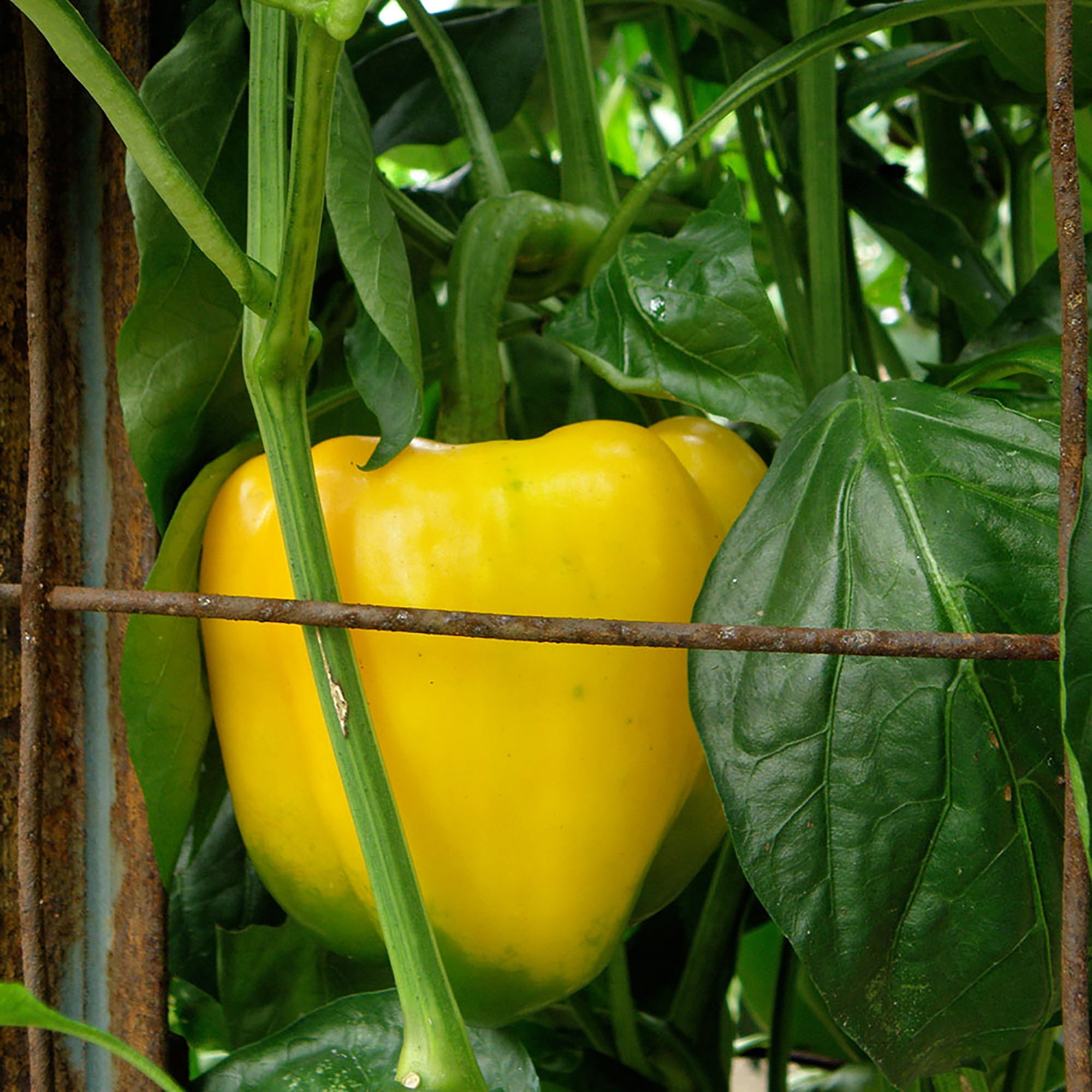 Yellow Bell Pepper Plant