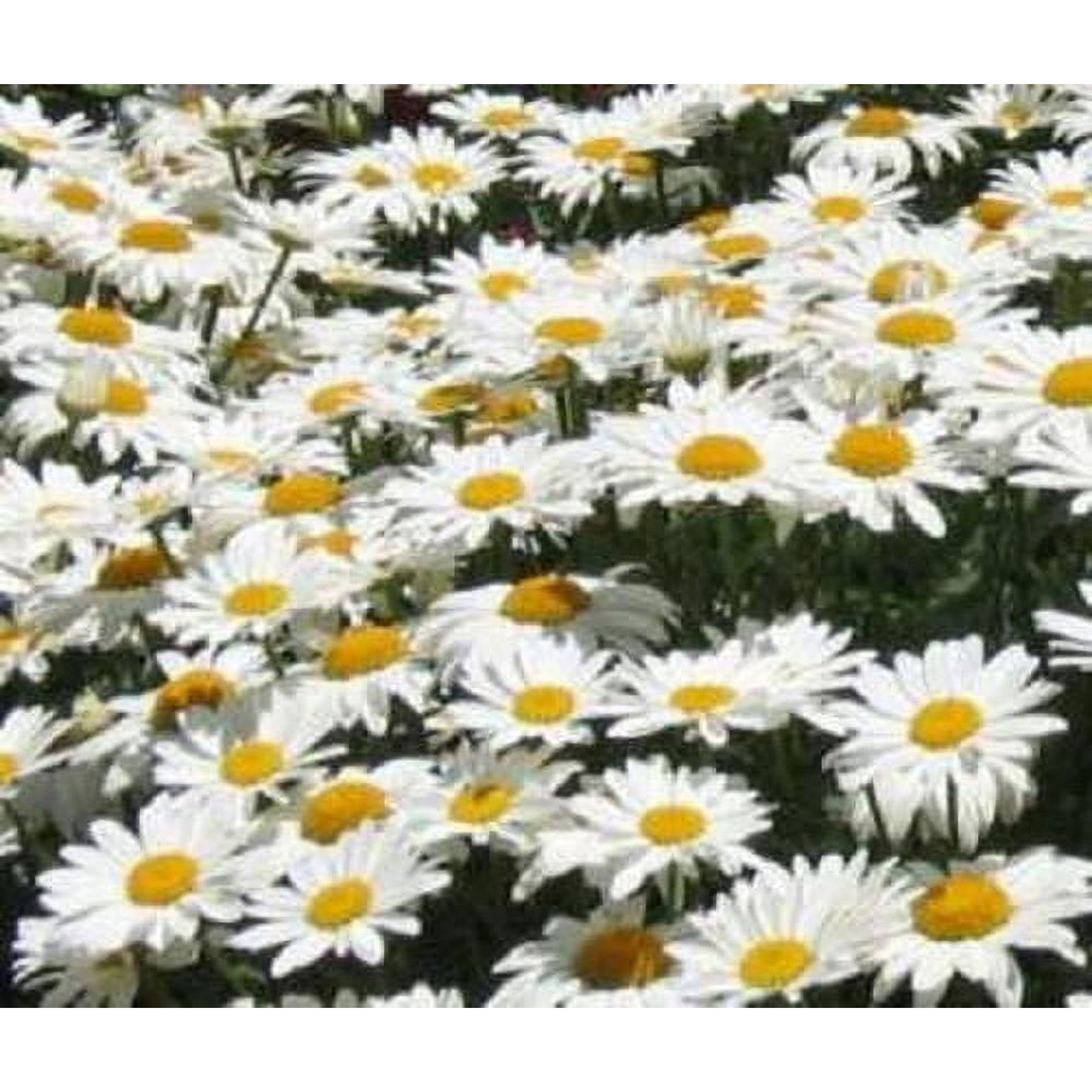 Click here for Seedville Usa 1000 Dwarf White Shasta Daisy Chrysa... prices