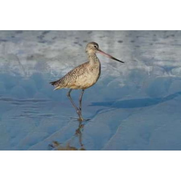 Shore Bird