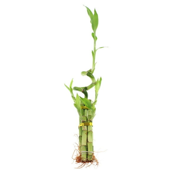 Tall Lucky Bamboo