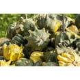 25 Seeds TEN COMMANDMENTS GOURD Mix Crown of Thorns Mixed Colors ...