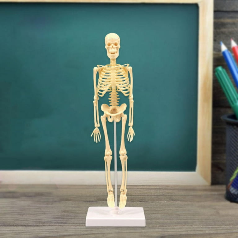 Skeleton Bones For Kids