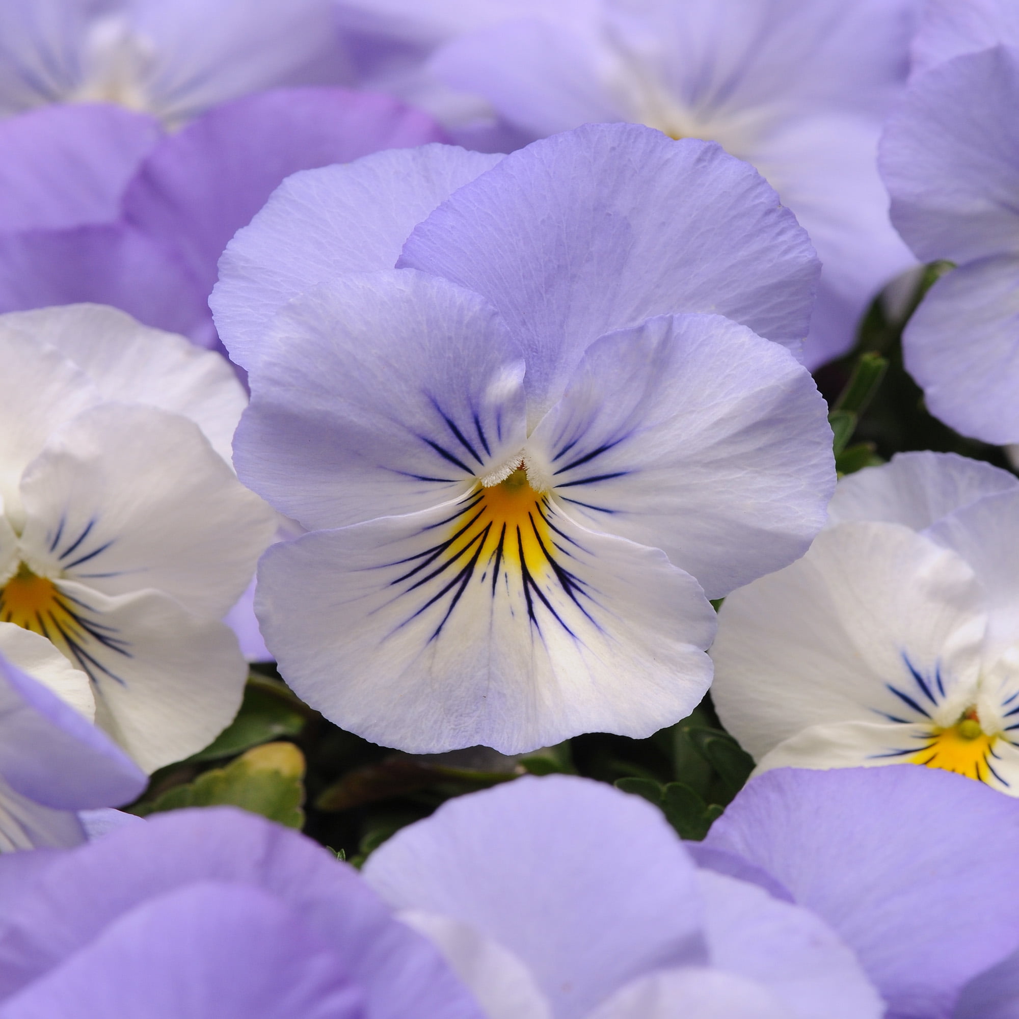 Outsidepride Pansy Cool Wave Frost - 30 Seeds - Walmart.com