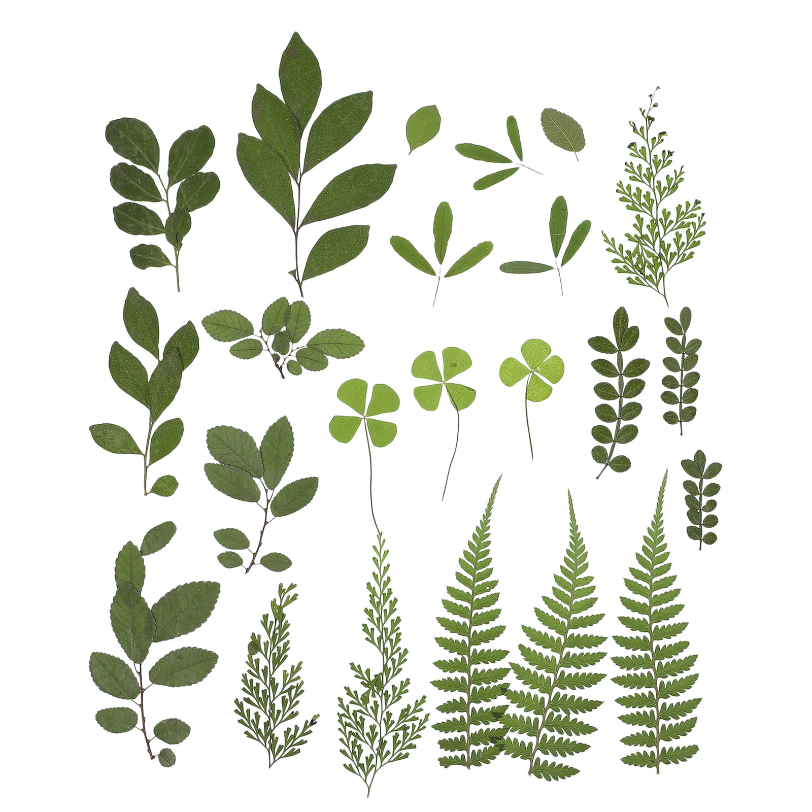 2Pcs Real Dried Pressed Leaves Natural Dry Leaf DIY Embellishment Decor ...