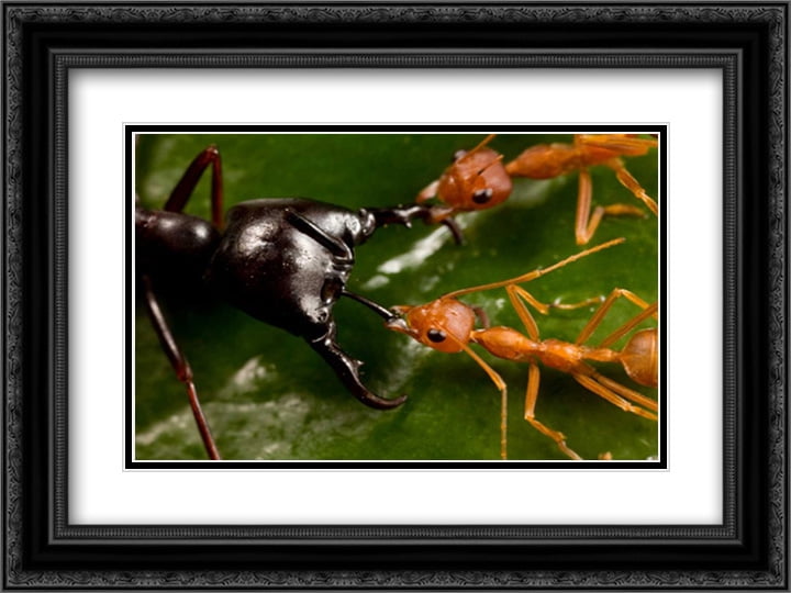 Weaver Ant pair defending against Driver Ant attack, Africa 2x Matted ...