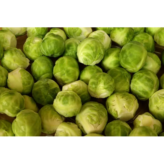 Catskill 400 Heirloom Brussel Sprout Seeds, Brassica Oleracea Vegetable ...