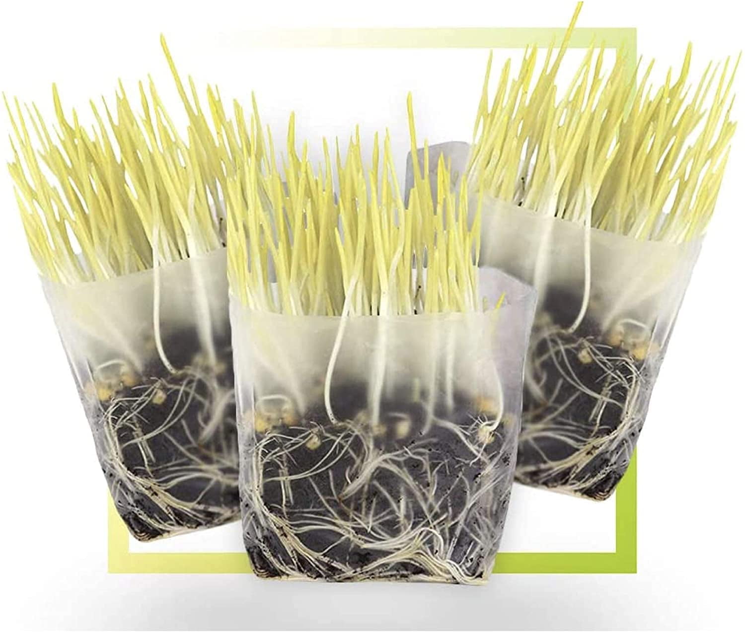 Window Garden Microgreens Grow Kit - Assorted Microgreen Seeds, Indoor ...