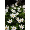 50 Mixed Colors VERONICA SIGHTSEEING MIXTURE (Spike Speedwell) Veronica ...