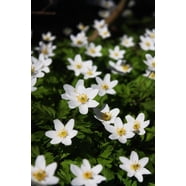50 Mixed Colors VERONICA SIGHTSEEING MIXTURE (Spike Speedwell) Veronica ...