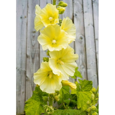 Perennial Alcea Rosea Halo Apricot Hollyhock Garden Flower Seeds - 50 ...