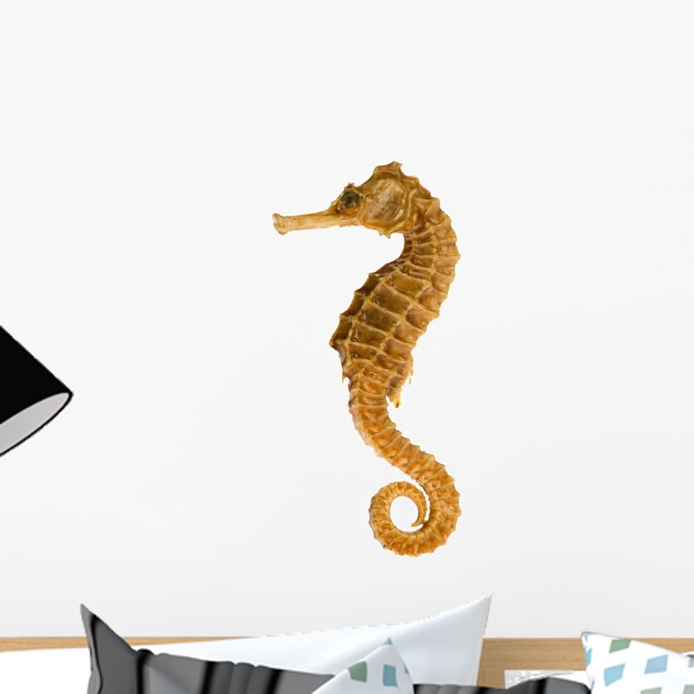 Seahorse Realistic Wall Decal by Wallmonkeys Peel and Stick Graphic (18 ...