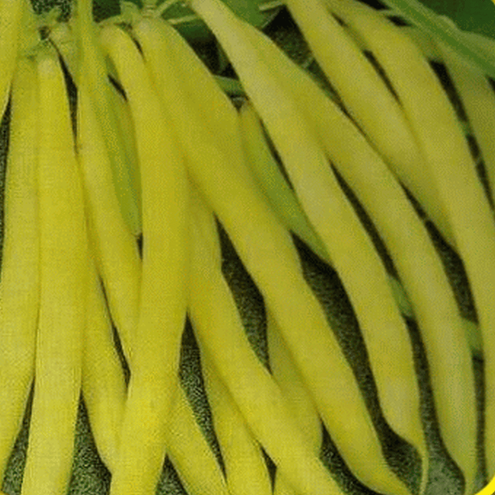 Everwilde Farms - 1/4 Lb Gold Rush Yellow Bean Seeds - Gold Vault Bulk ...