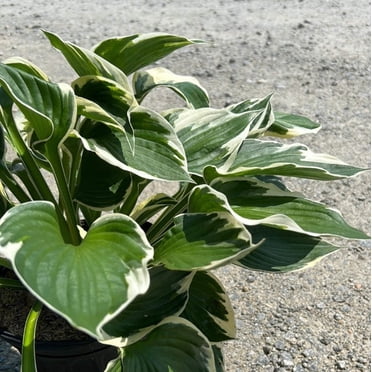 Canadian Blue Hosta Live Outdoor Garden Plant, Large Blue-Green Foliage ...