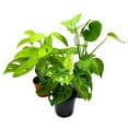 Florida House Plants 4" Monstera Assortment Live Plants (3 Count ...