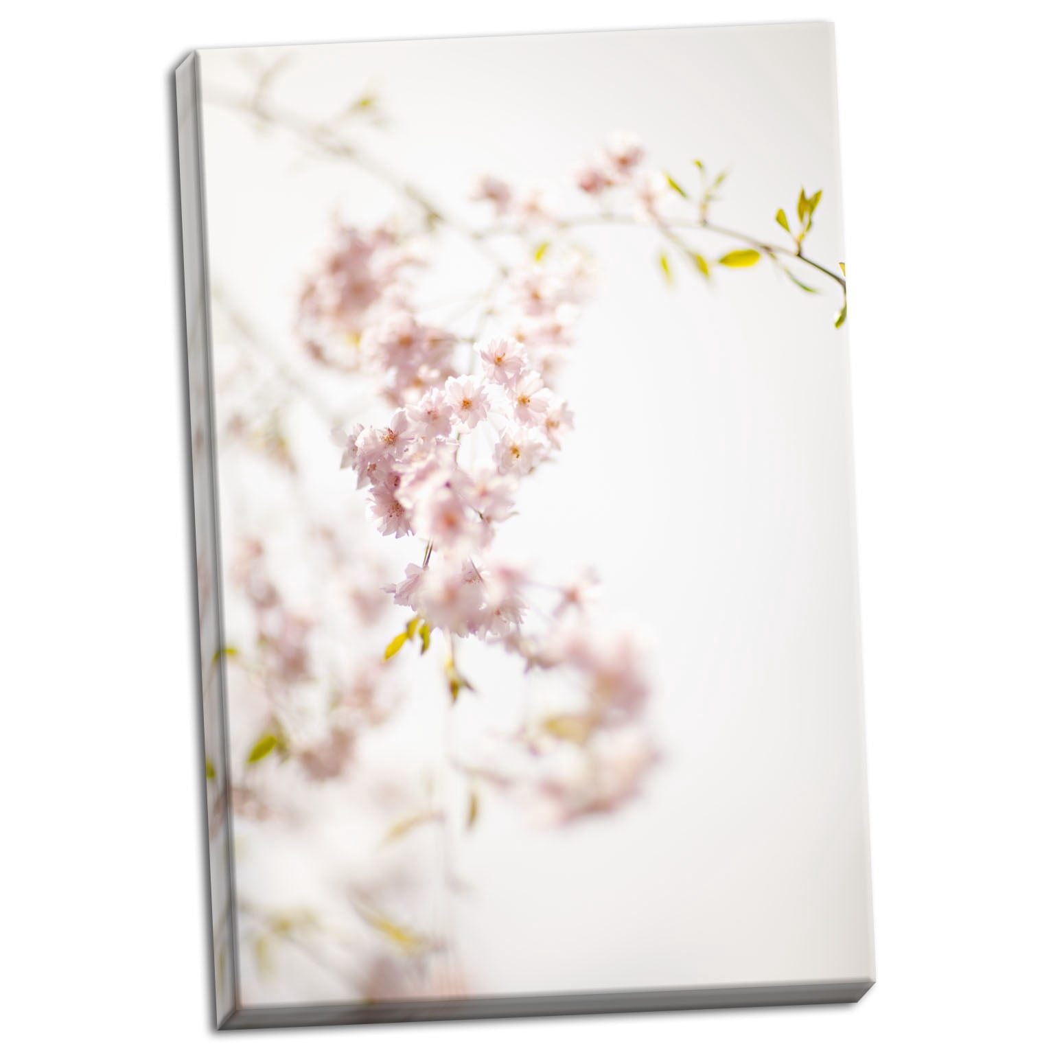 Gango Home Decor Soft Blooms IV by Karyn Millet (Ready to Hang); One ...