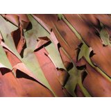 Seedville 10 Pacific Madrone Arbutus Menziesii Plant Seeds - Walmart.com