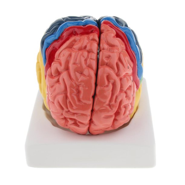 Ensamblaje manual del modelo anatómico realista del cerebro humano para ...