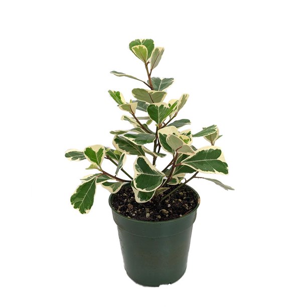 Rare Variegated Triangle Weeping Fig - Ficus triangularis variegata - 4 ...
