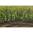 Rooted Hybrid Poplar Tree Seedlings for Planting - Fast Growing Privacy ...