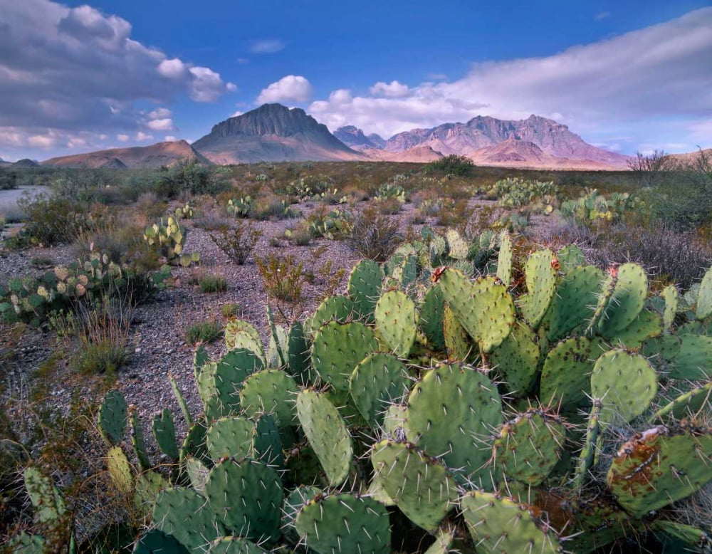 Chihuahuan Desert