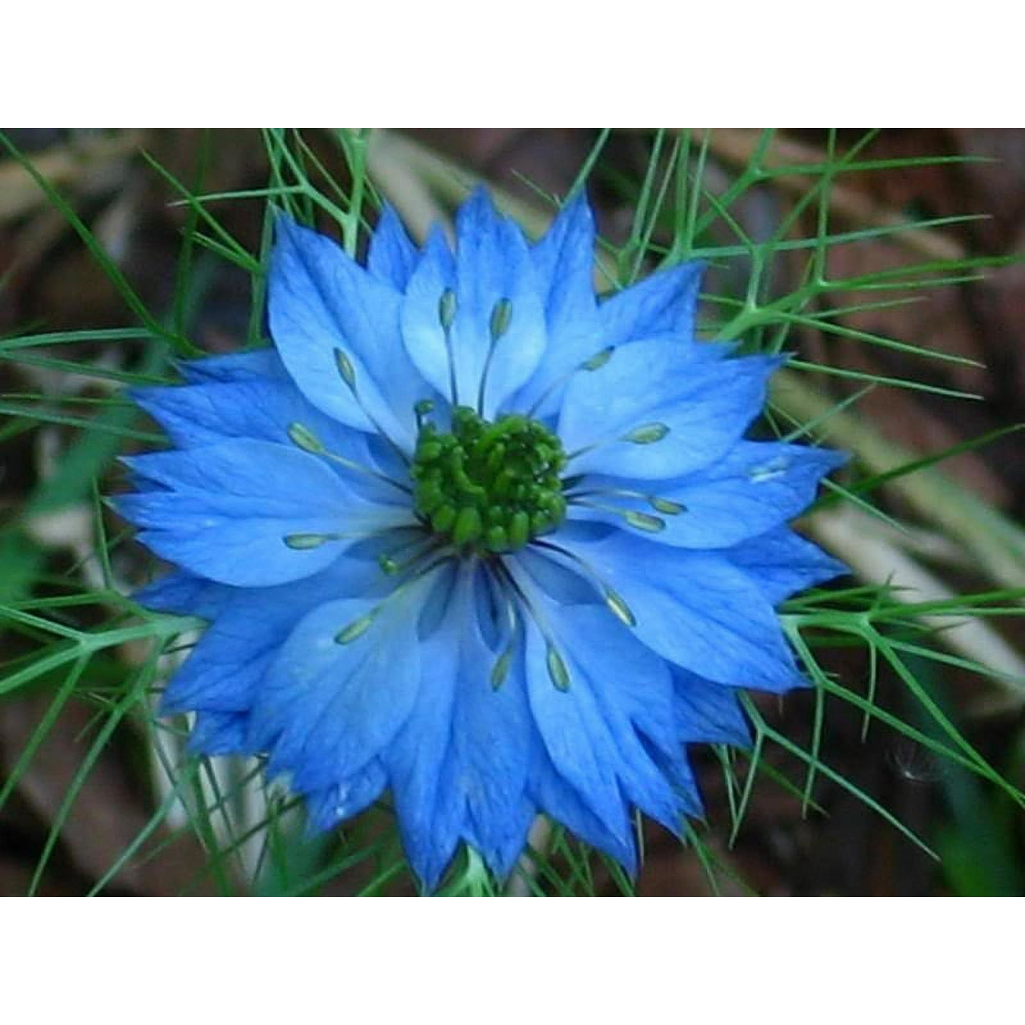 Click here for Seedville Usa 500 Love In A Mist Miss Jekyll Blue... prices