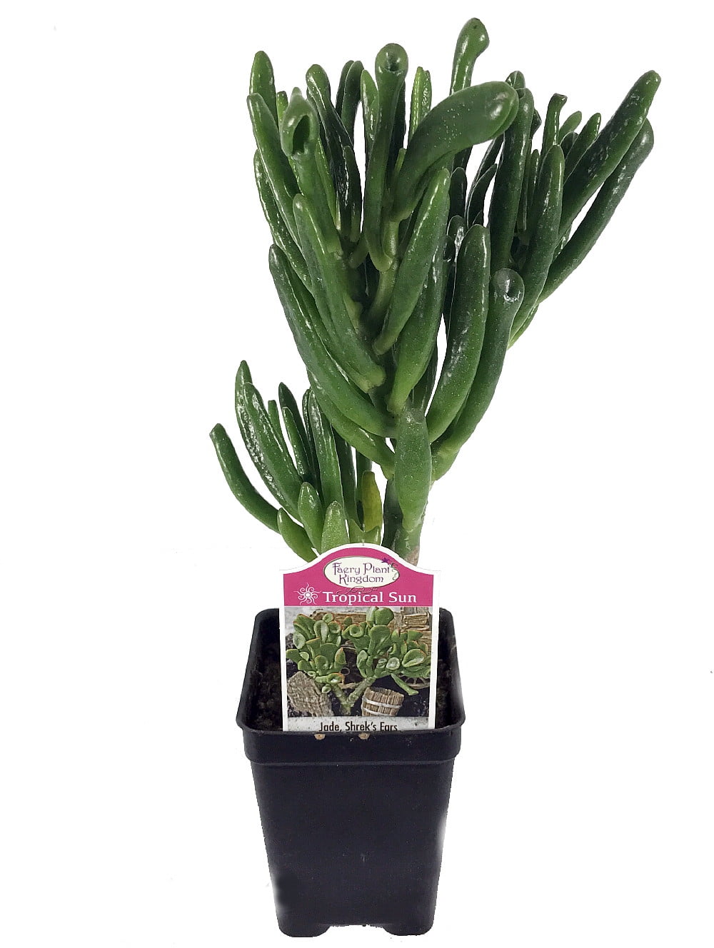 Shrek's Ear Jade Plant - Crassula - 2.5" Pot - Terrarium/Fairy Garden ...