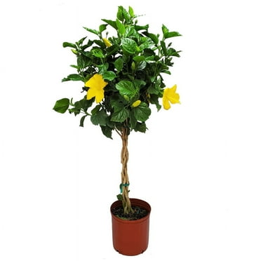 Tropical Plants of Florida 44" to 48" Braided Shrimp Tree; Red Flowers ...