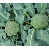 Asteroid Broccoli Seeds for Planting (50 Seeds) - Grow Heirloom ...