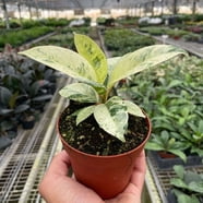 Ficus Moonshine Shivereana, 4 inch, Variegated Rubberplant, Splash ...