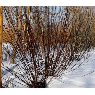 Gold Weeping Curly Willow Tree Cutting - Rarest of All Willows - Grow ...