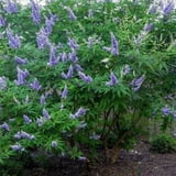 First Editions 1.5- 2 ft tall Delta Blue Vitex Live Tree in 3-Gallon ...